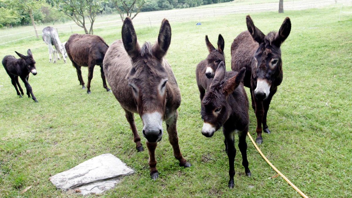 🥇 Wat betekent dromen over de ezel - Blog